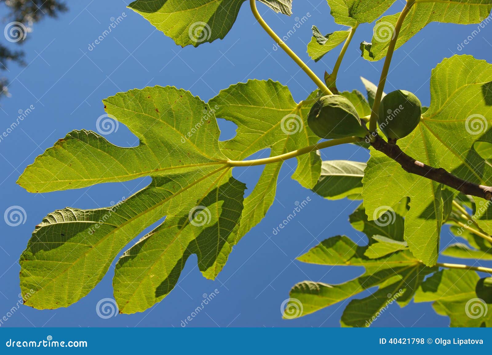 Fig tree stock photo. Image of shiny, agriculture, backgrounds - 40421798