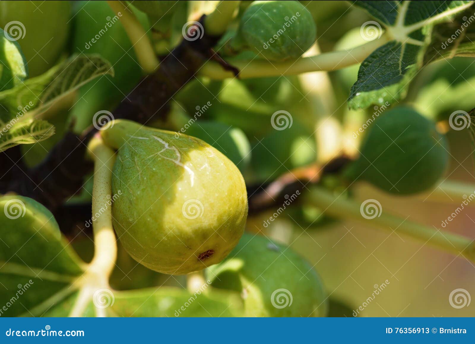Fig Tree Branch stock image. Image of branch, leafs, natural - 76356913
