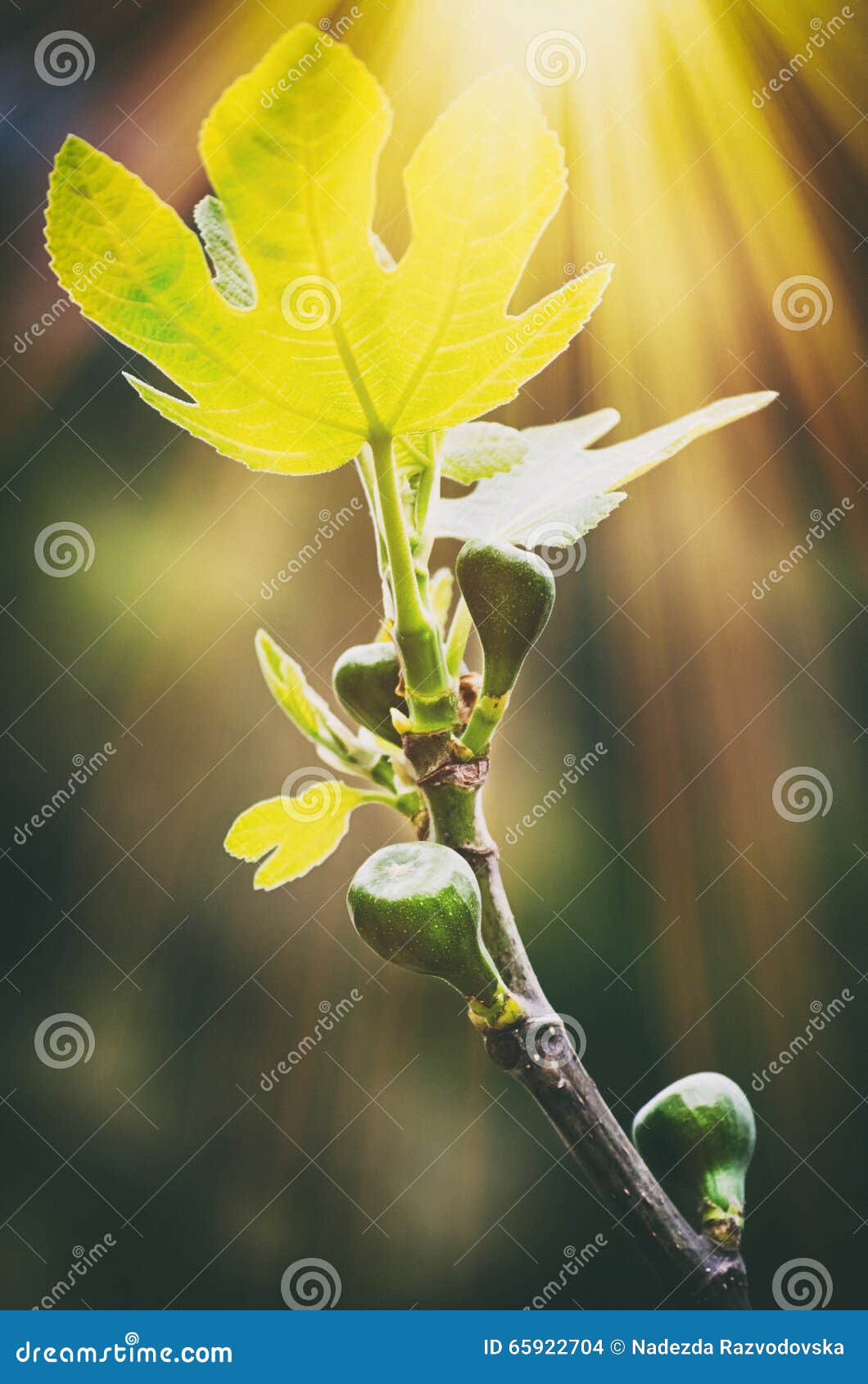 Fig Tree Branch in Sunny Day Stock Photo - Image of natural, summer ...