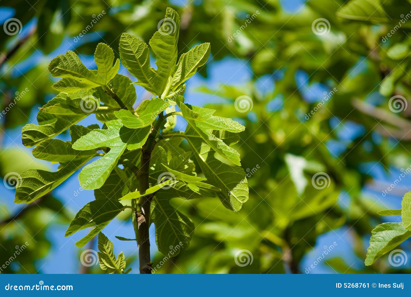 Fig tree branches stock image. Image of macro, green, leaf - 5268761