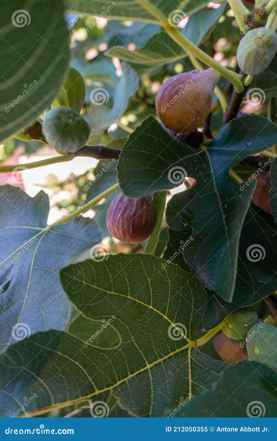 Fig Tree Branches Growing Fruit Stock Image - Image of farm, plant ...