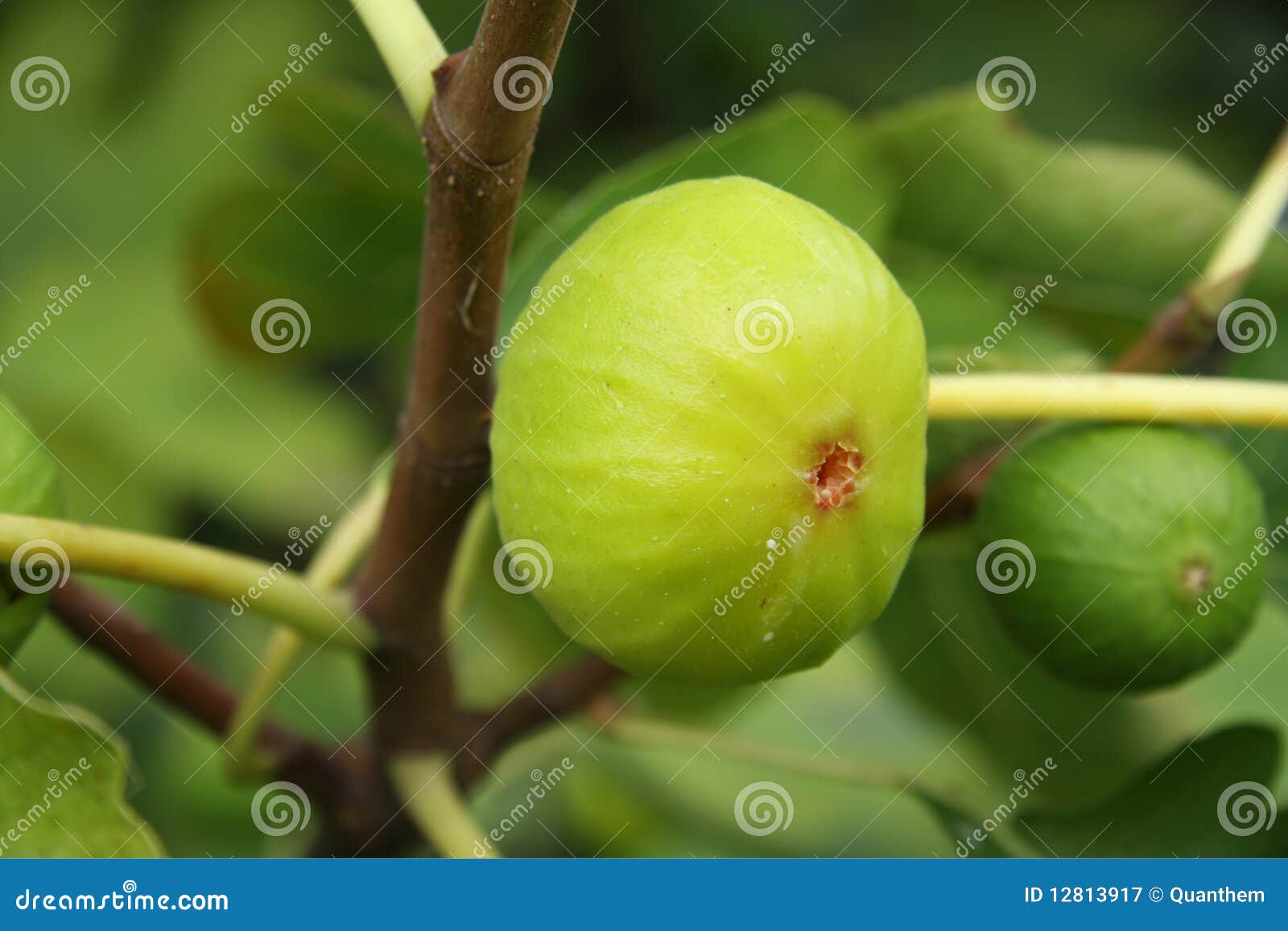 Fig tree, close-up stock image. Image of focus, tree - 12813917