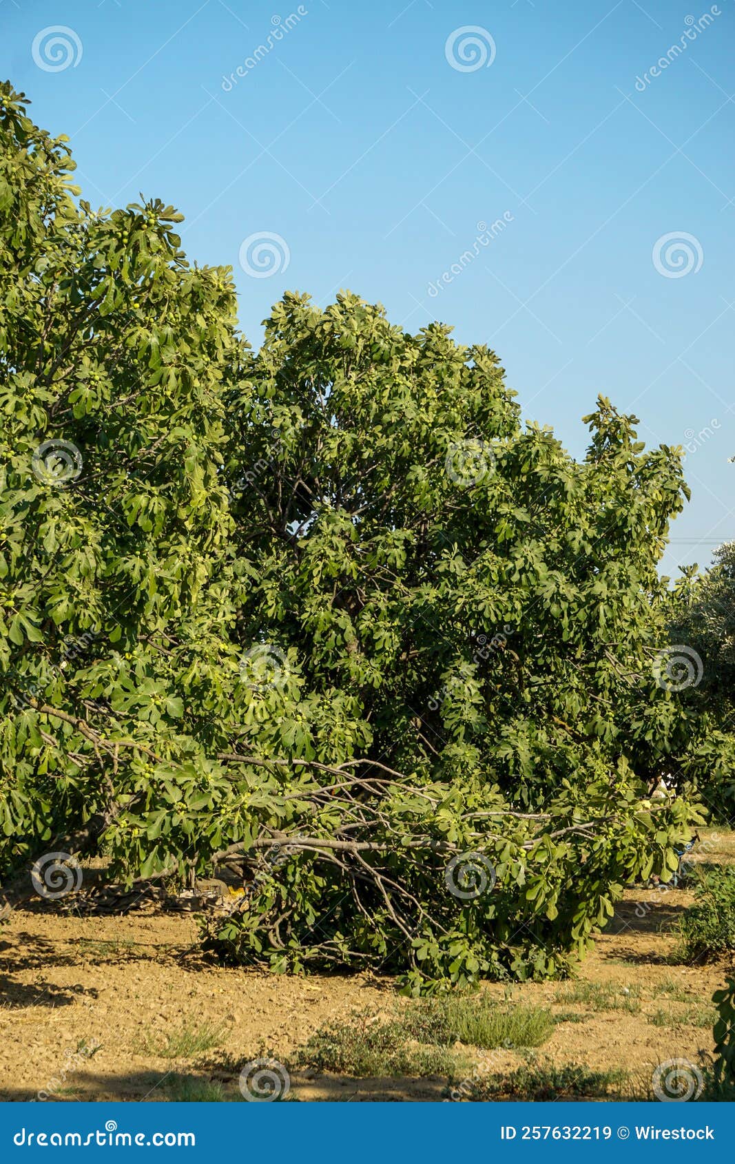 Fig Tree with a Collapsed Branch on the Field Stock Image - Image of ...