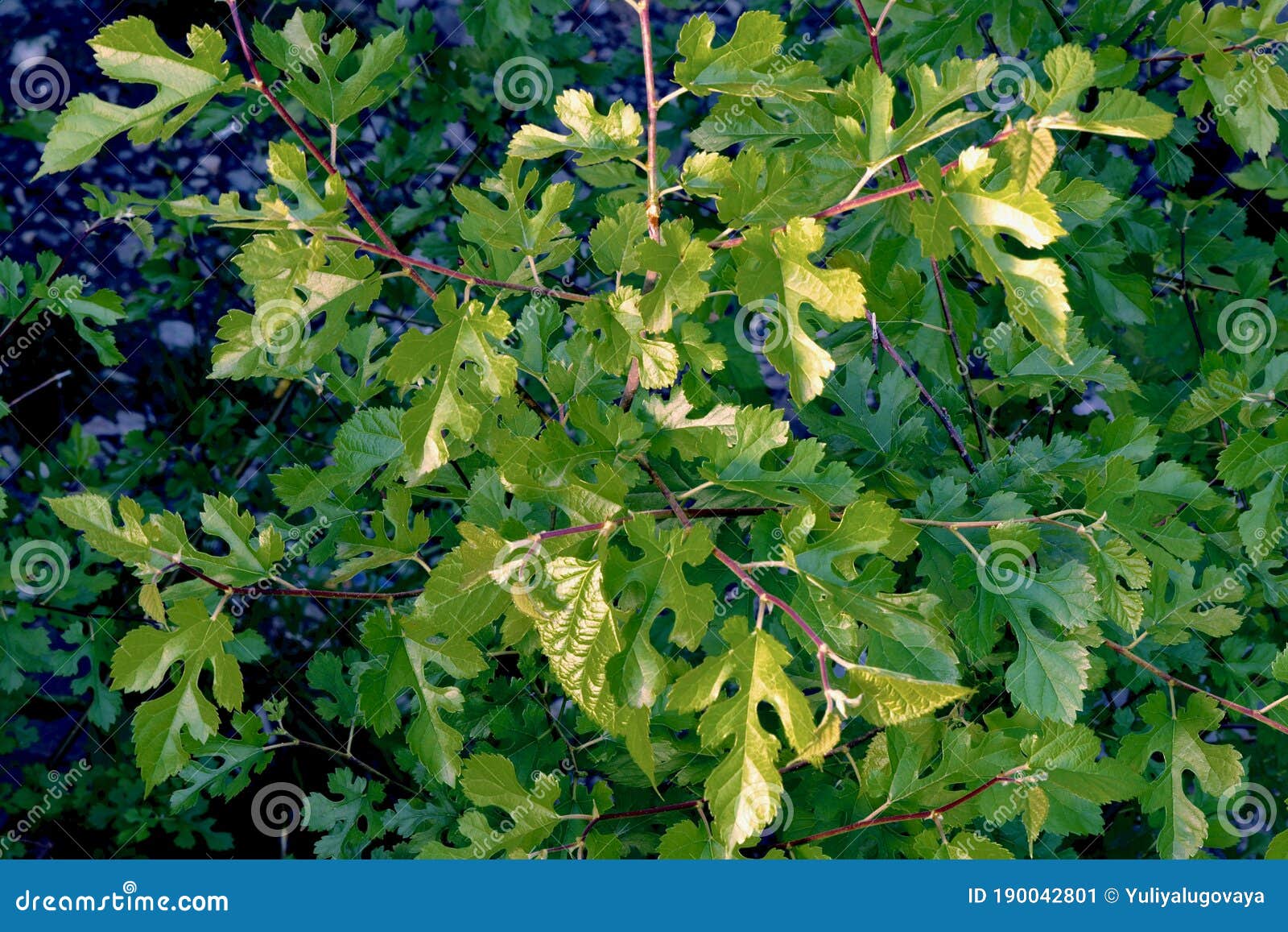 Fig Tree Crown with Young Leaves Stock Image - Image of beautiful ...