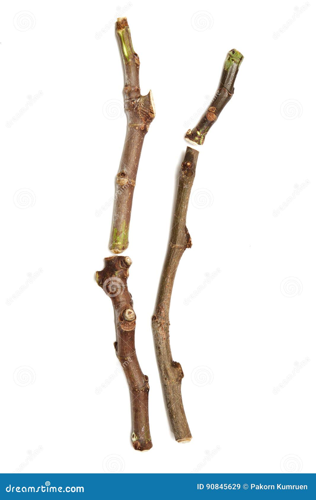 Fig Tree cuttings stock image. Image of cultivated, concept - 90845629