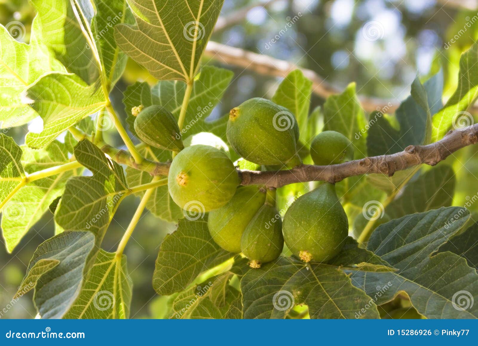 Fig Tree - Detail stock photo. Image of healthy, fresh - 15286926