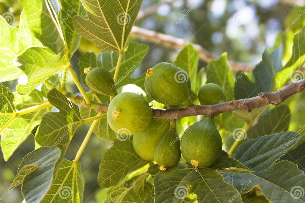 Fig Tree - Detail stock photo. Image of healthy, fresh - 15286926
