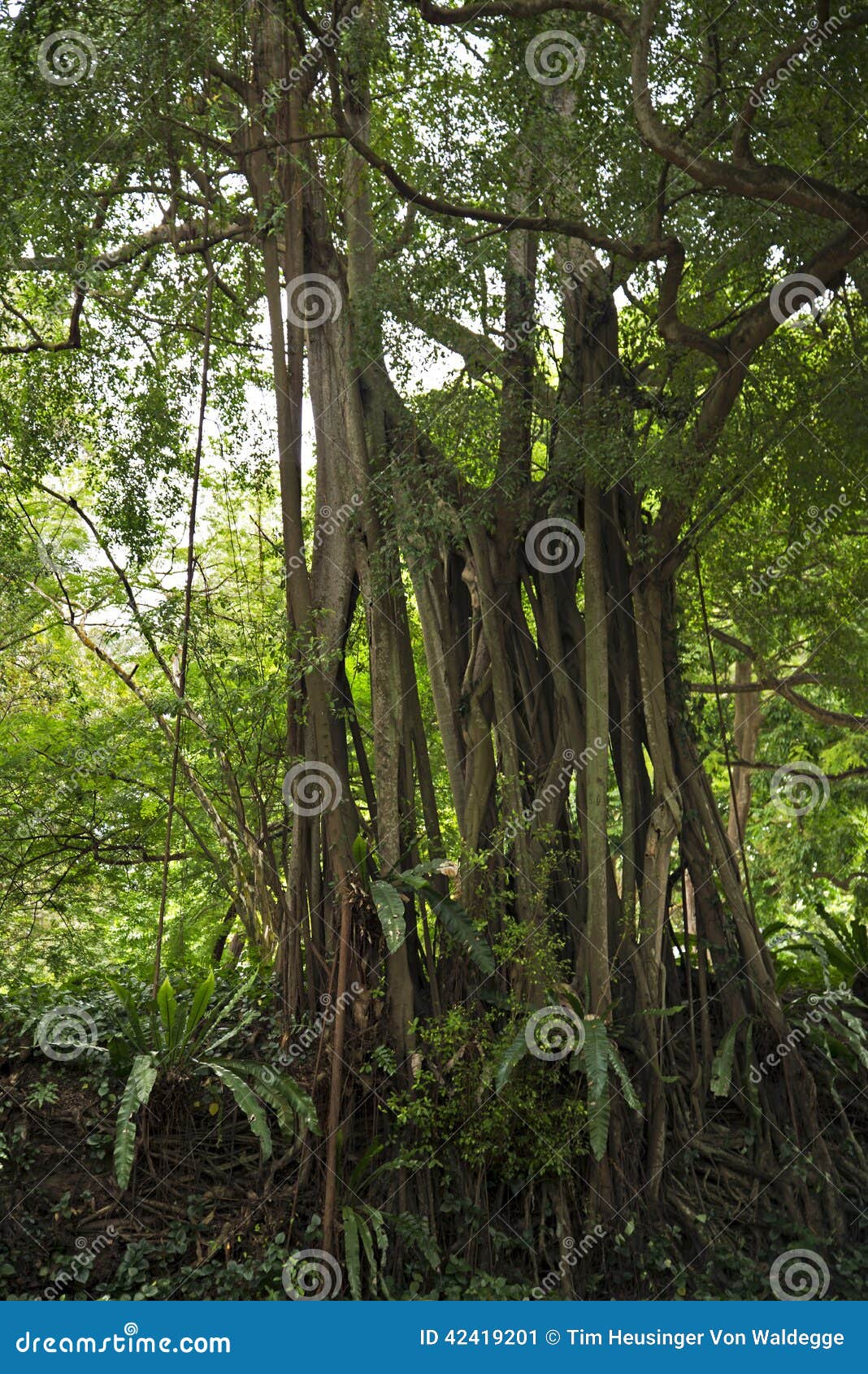 Fig tree stock image. Image of botany, system, ficeae - 42419201