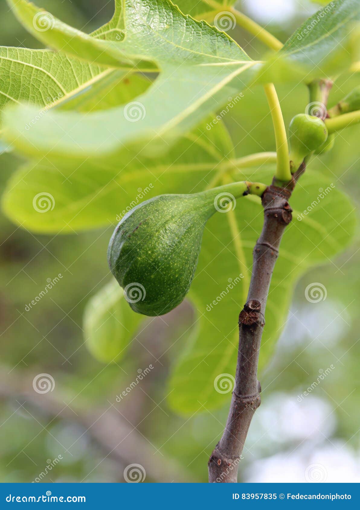 Fig on the Tree Fig with Large Green Leaf Stock Image - Image of leaves ...