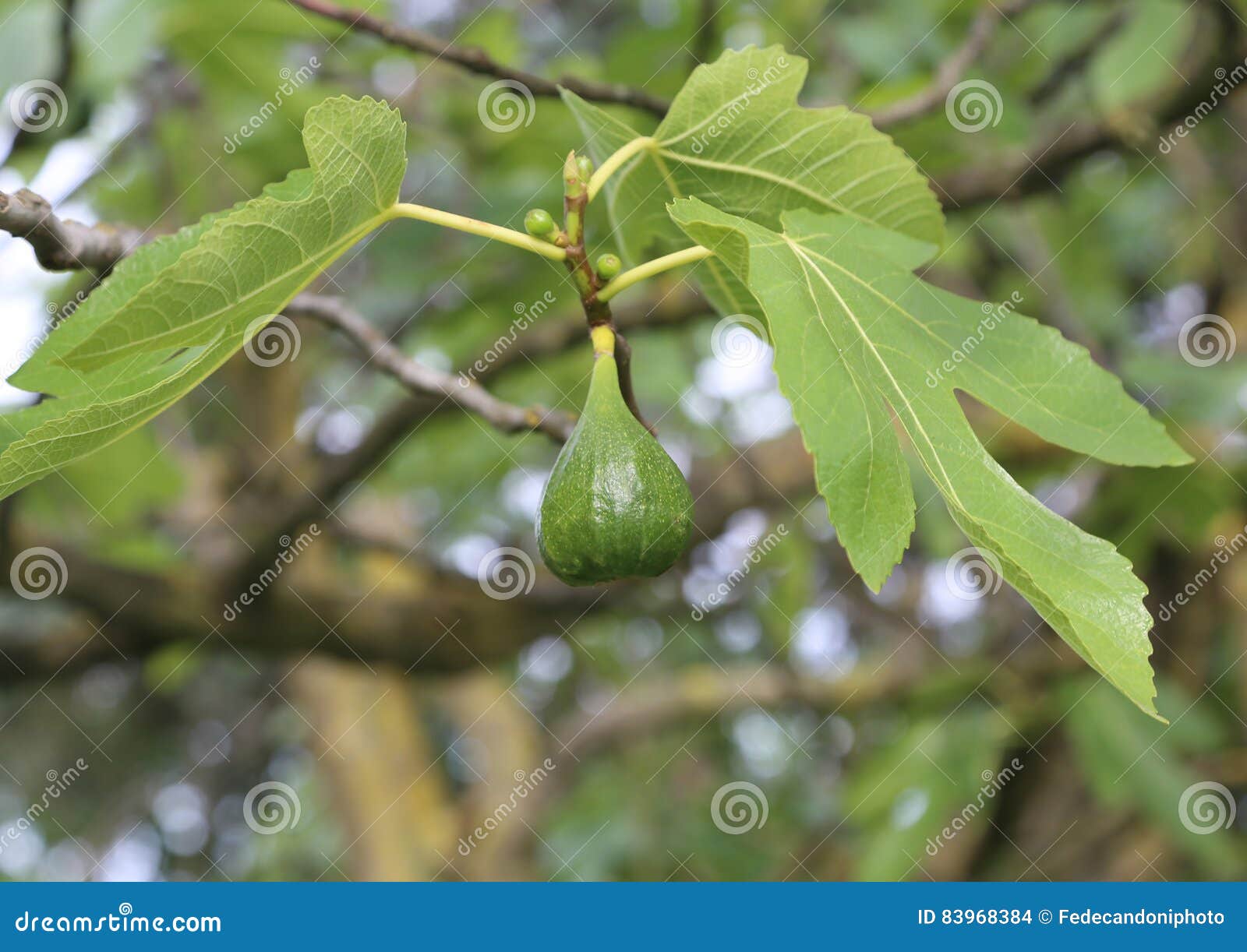 Fig on the Tree Fig with Large Green Leaf Stock Photo - Image of branch ...