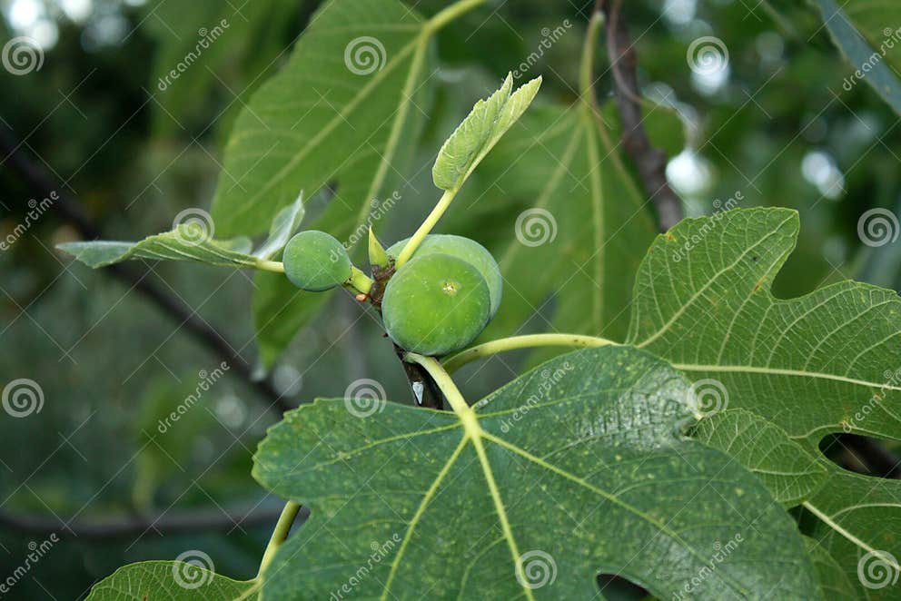 Fig tree stock image. Image of leaf, fruit, healthy, garden - 99307231