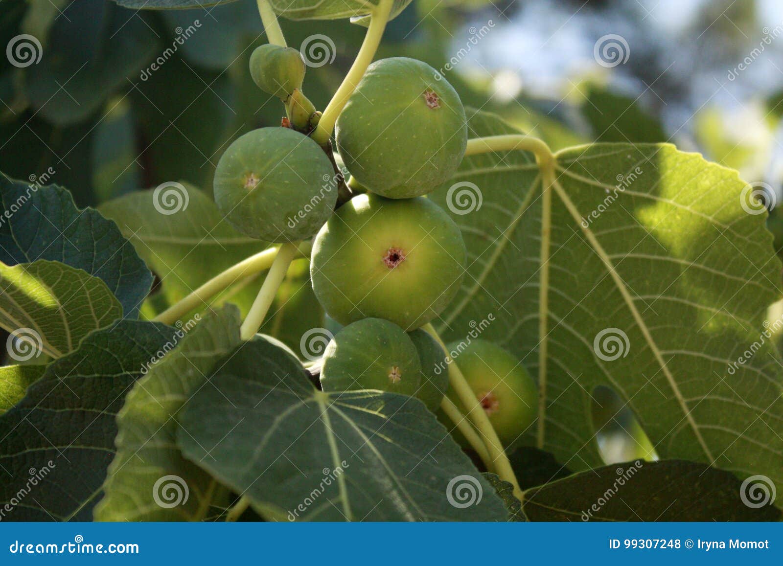Fig tree stock photo. Image of sweet, orchard, fruits - 99307248