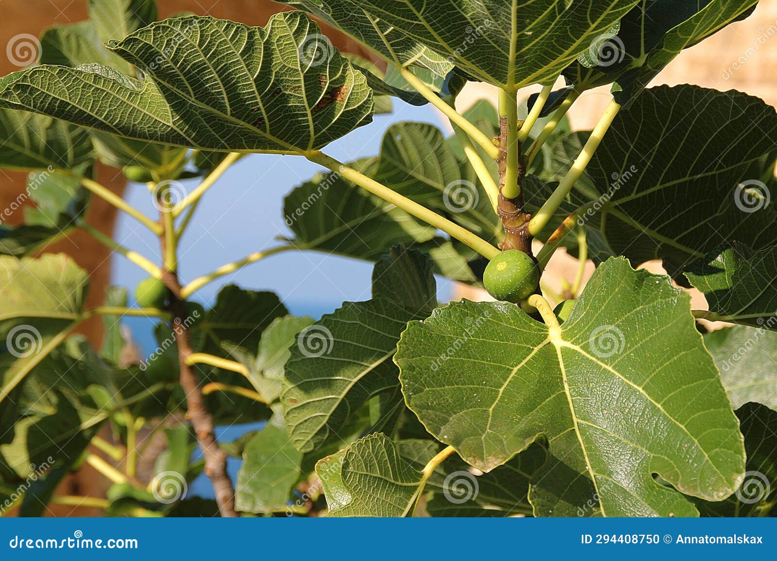 Fig On The Tree, Fig Tree, Large Leaves Of The Tree Stock Photo ...
