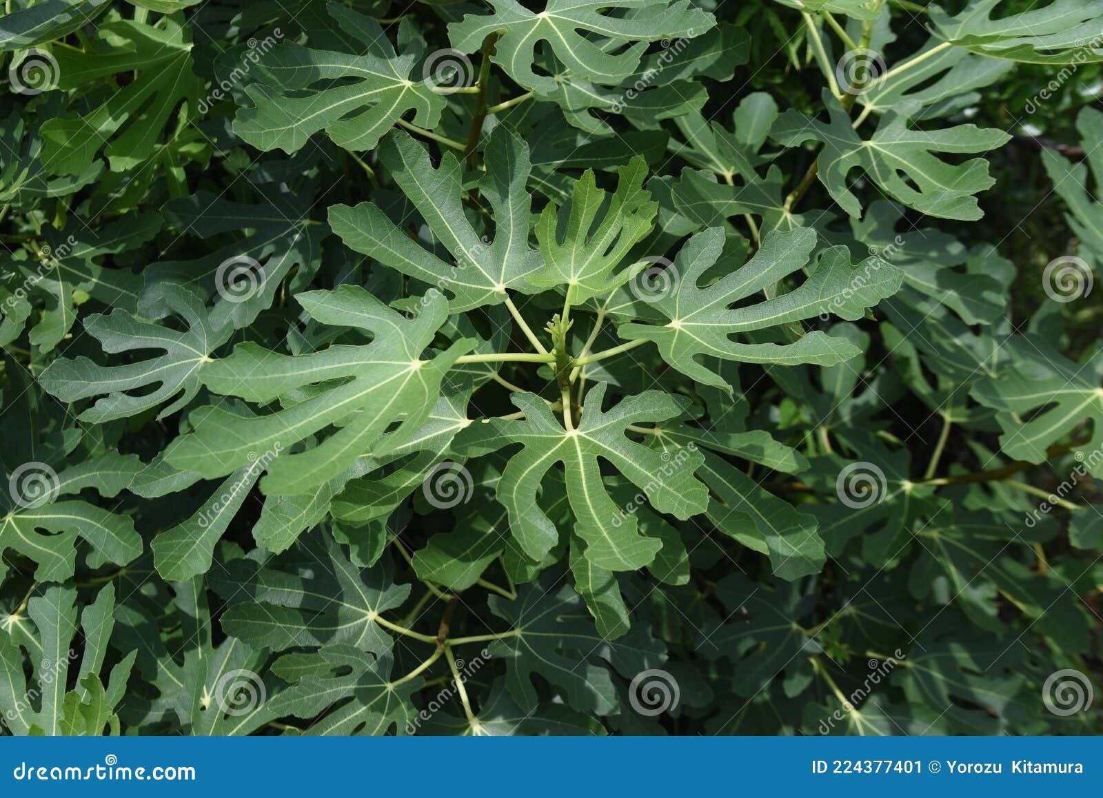 Fig tree. stock image. Image of dessert, delicious, deciduous - 224377401