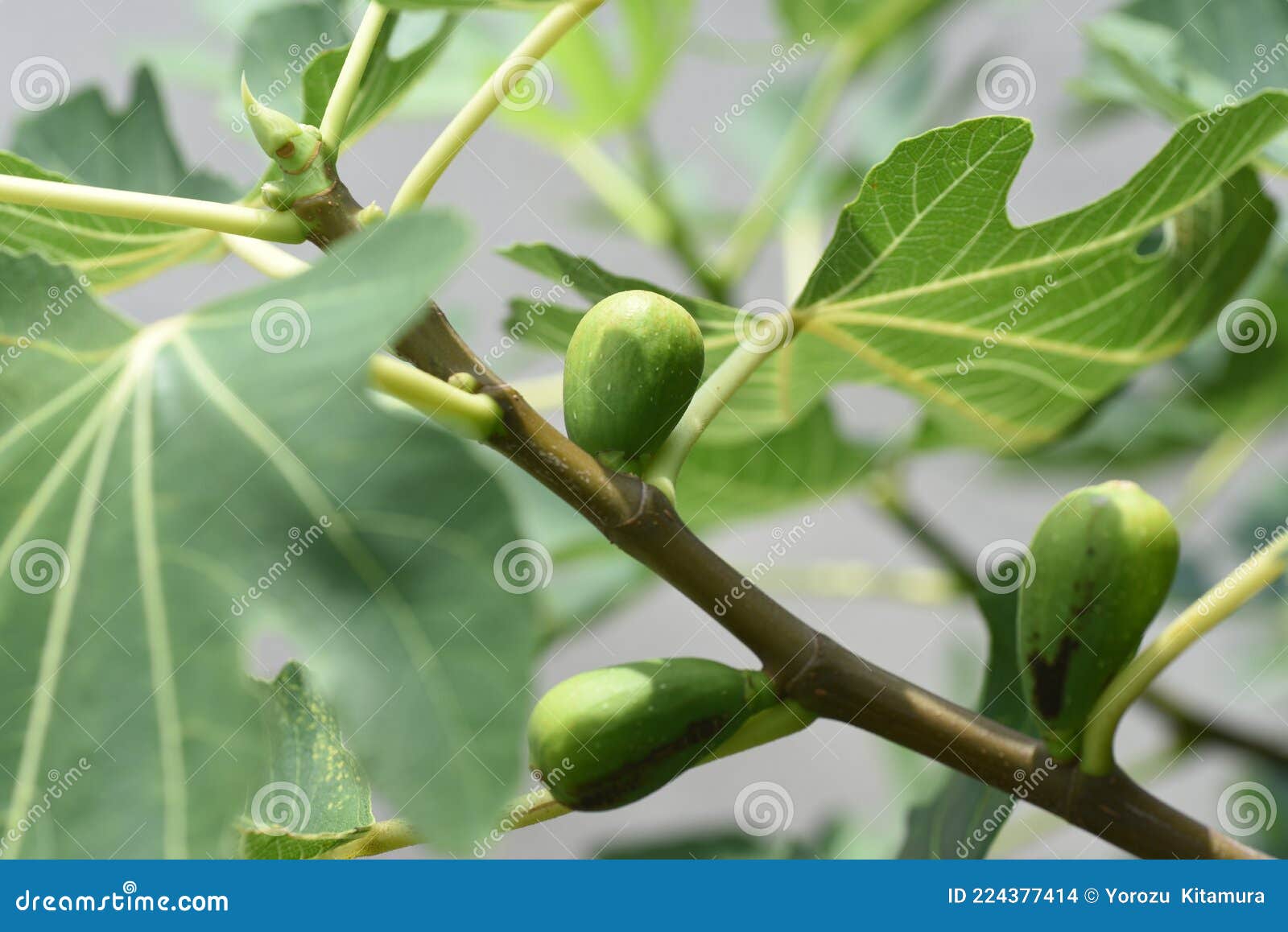 Fig tree. stock photo. Image of green, closeup, fruit - 224377414