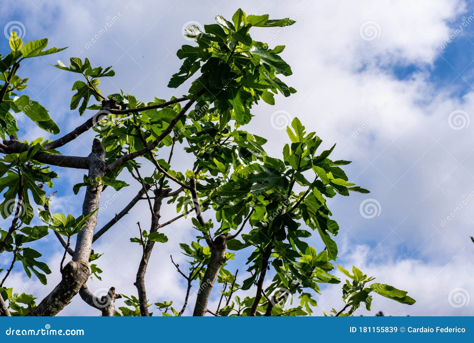 Fig tree stock image. Image of food, green, flora, fruit - 181155839