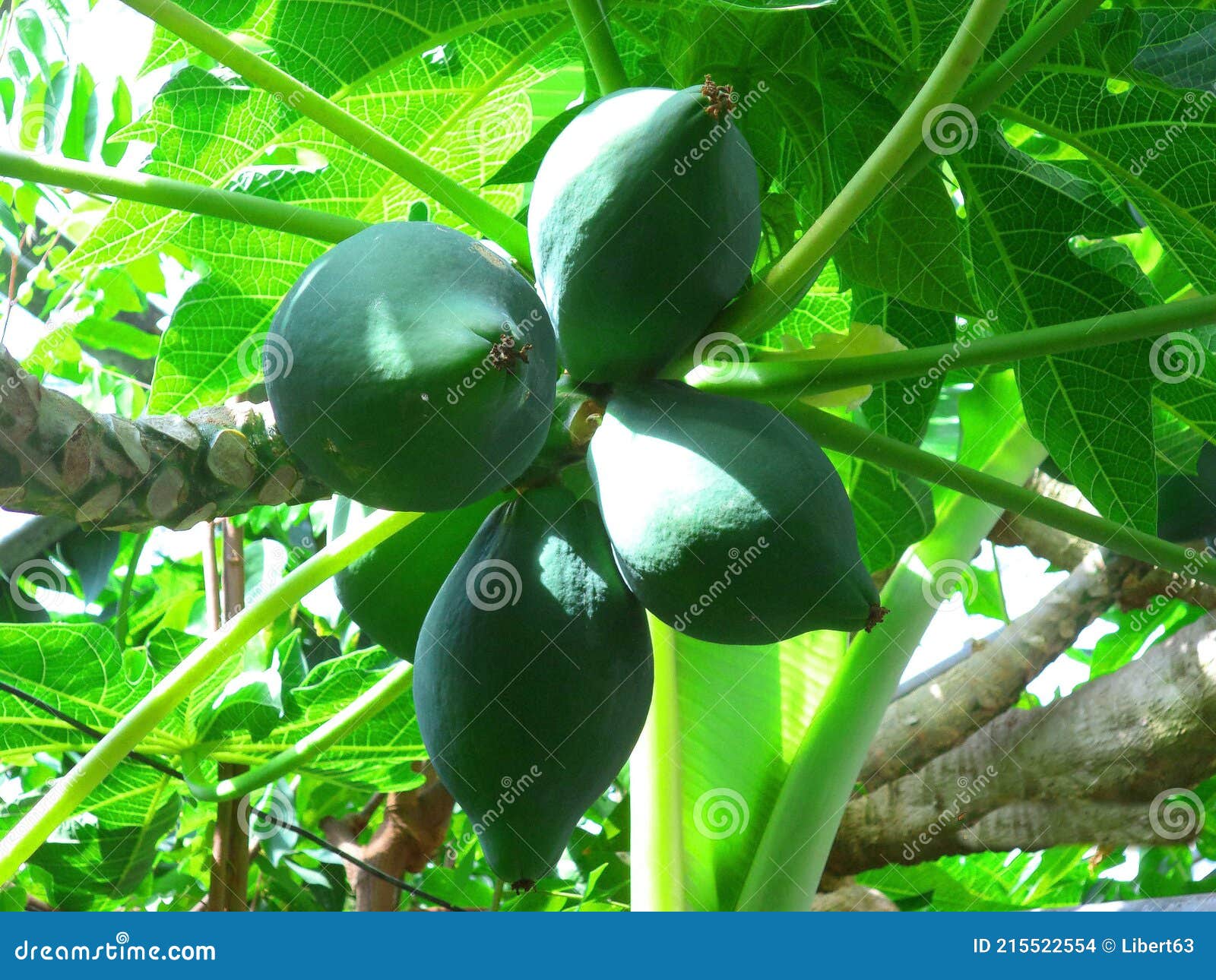 Fig tree stock photo. Image of evergreen, fruit, green - 215522554