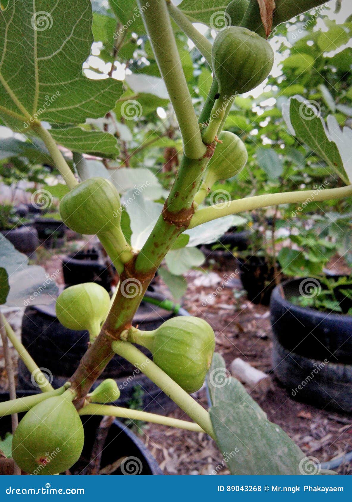 Fig stock photo. Image of food, green, health, plant - 89043268