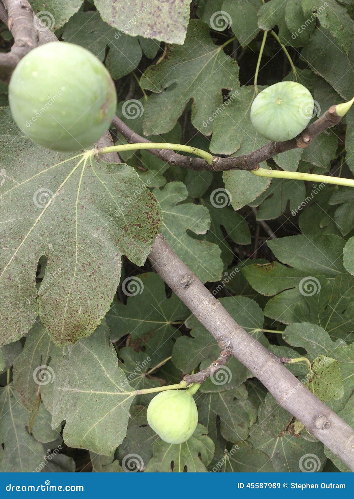 Fig Tree stock image. Image of plant, nature, crete, leaf - 45587989