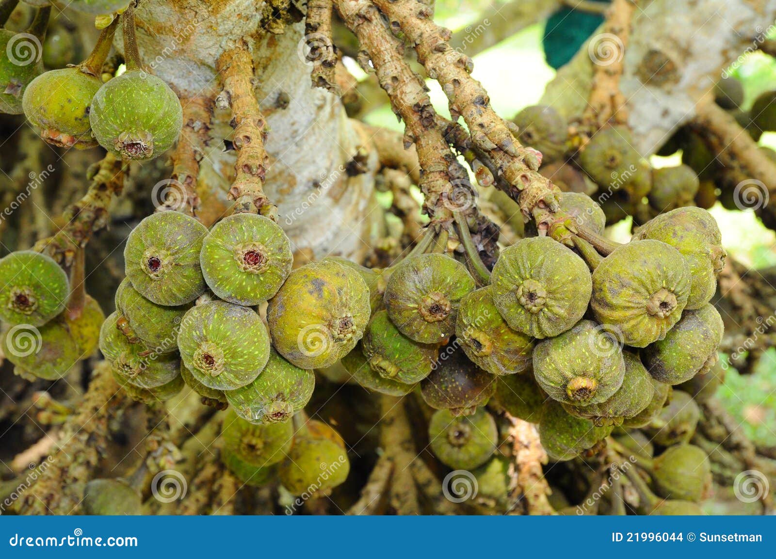Fig Tree with Fruits stock photo. Image of cluster, growing - 21996044