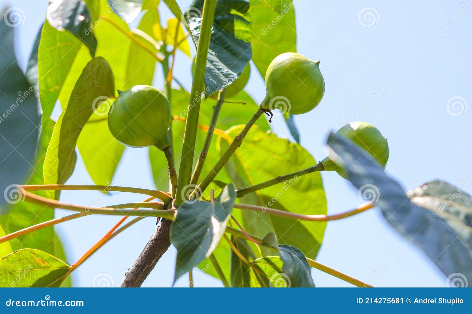 Fig Tree with Fruits in the Garden Stock Image - Image of fresh, fruit ...