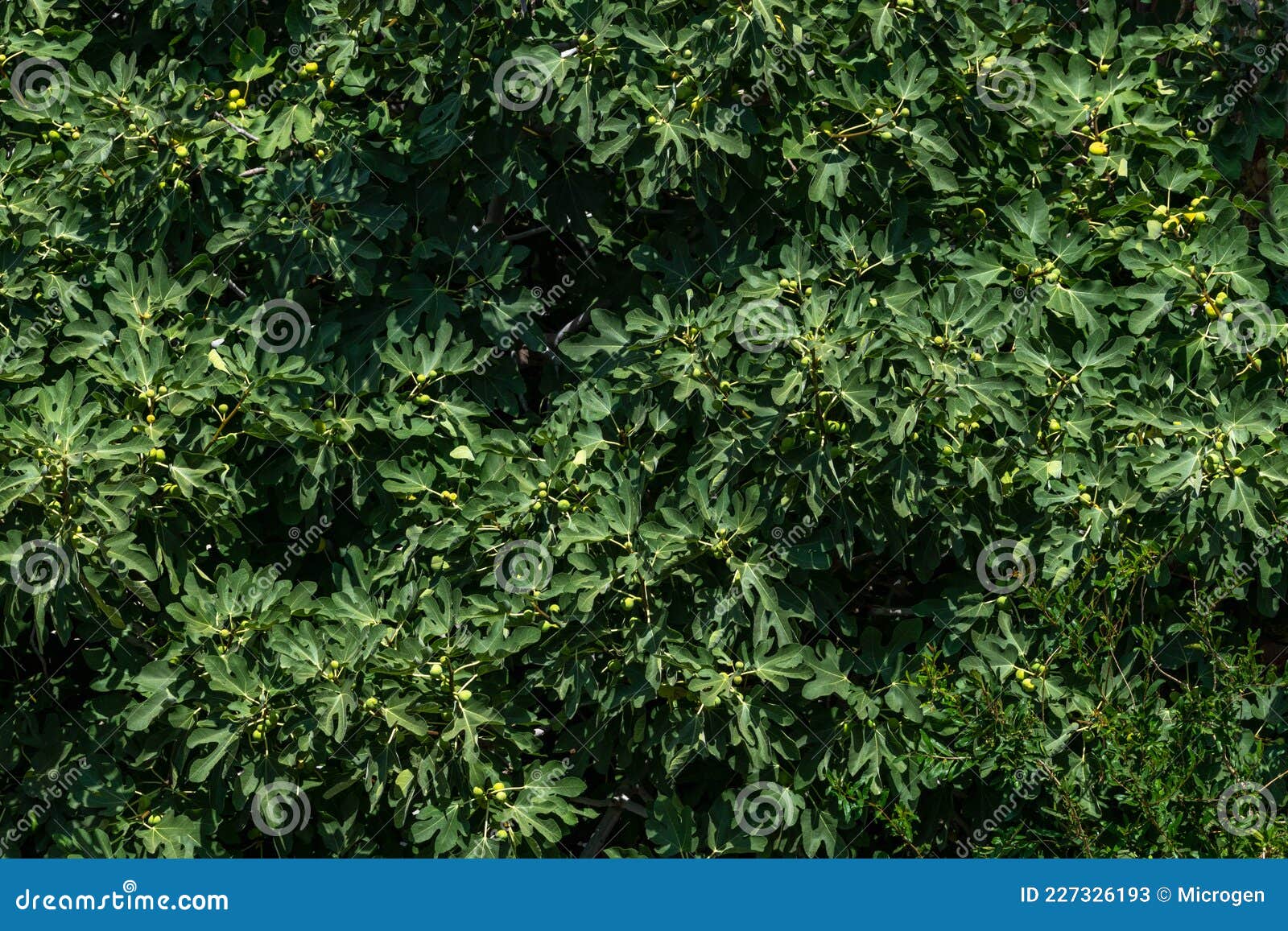 Fig Tree Full Frame Green Background Stock Image - Image of texture ...
