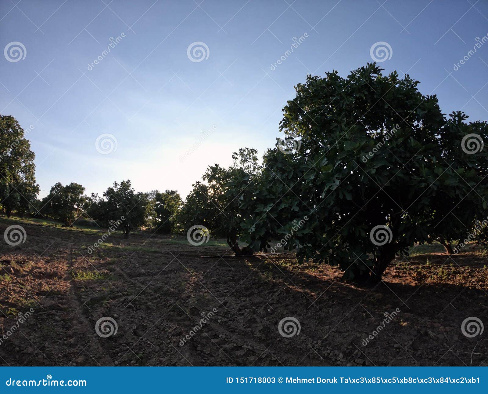 Fig tree garden at sunset stock image. Image of healthy - 151718003