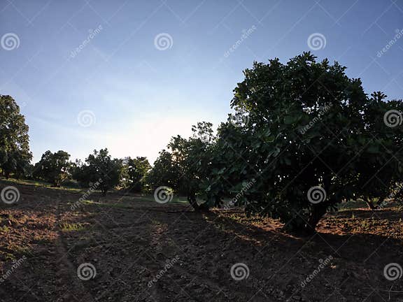 Fig tree garden at sunset stock image. Image of healthy - 151718003