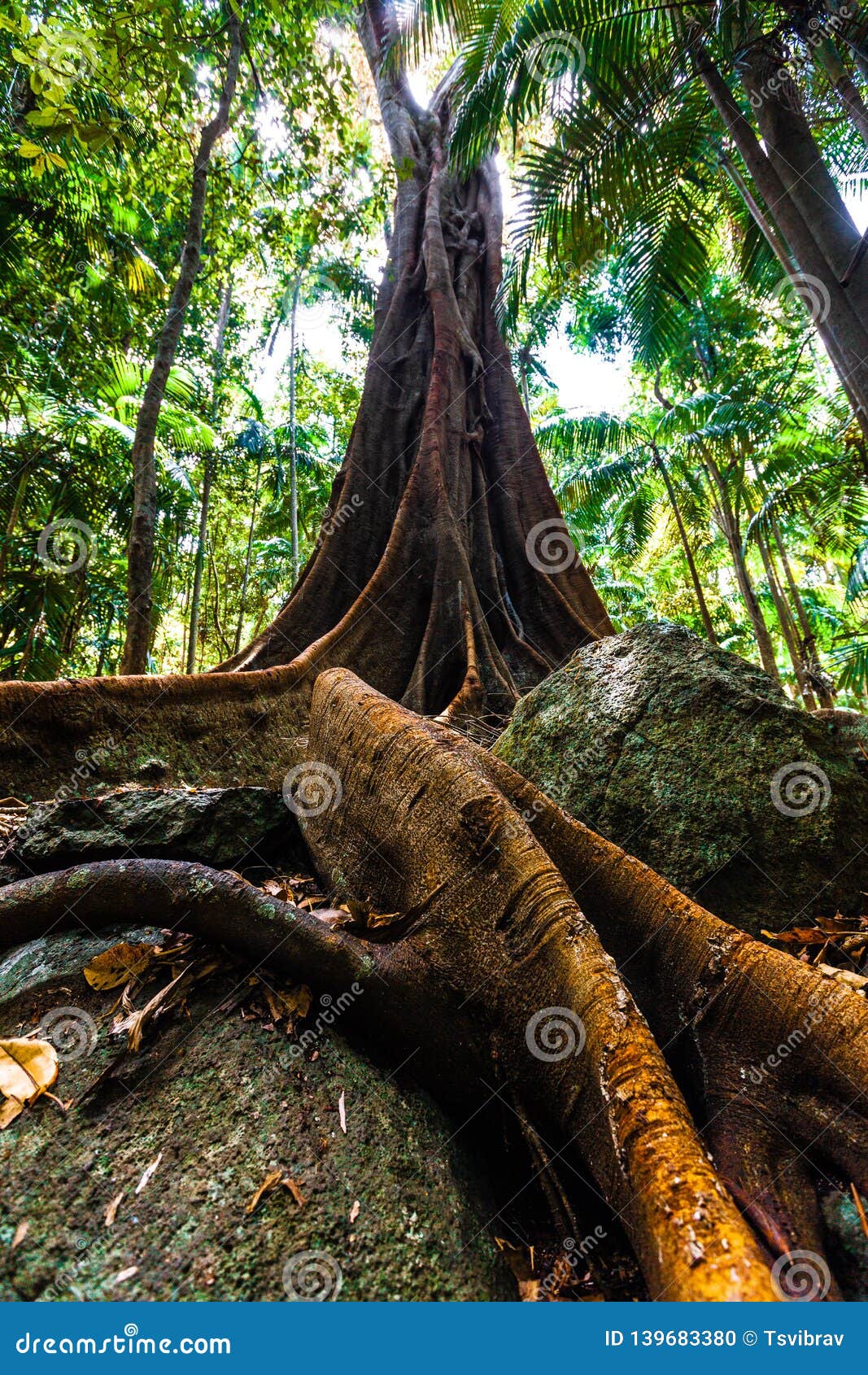 Giant Roots Of A Tropical Tree In The Jungle Royalty-Free Stock ...