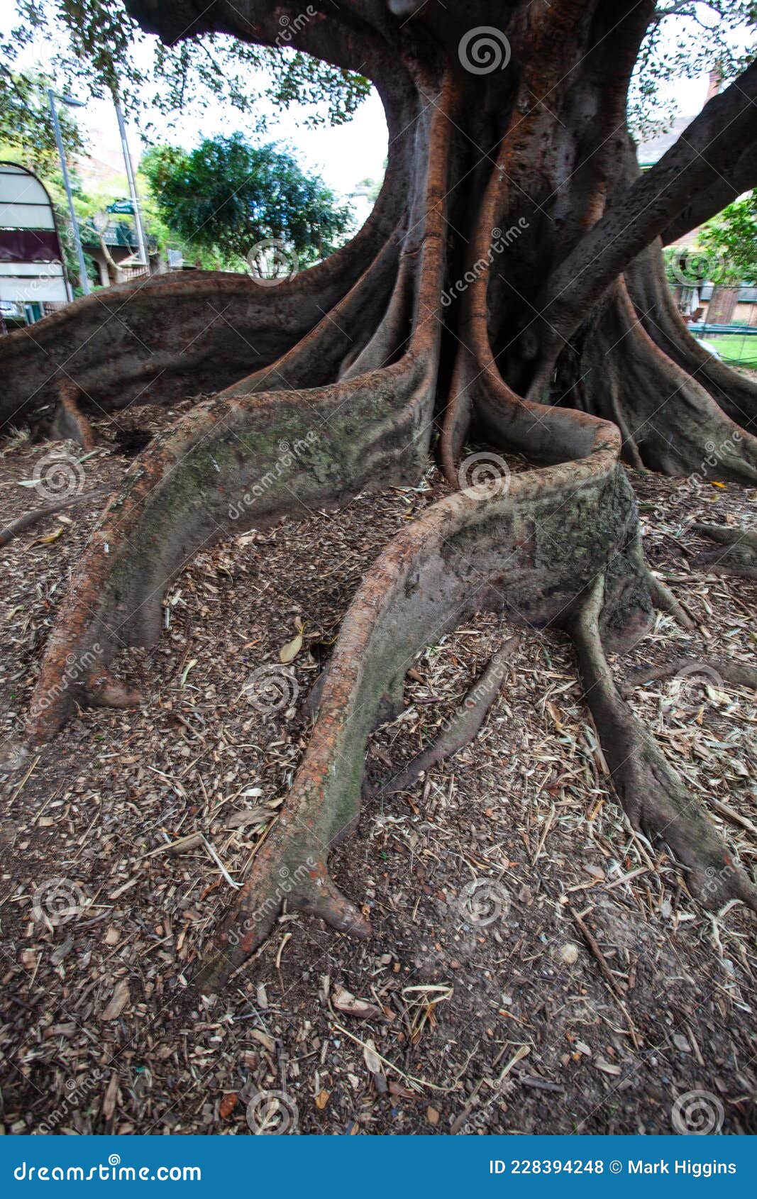 Fig tree stock photo. Image of natural, foliage, landscape - 228394248
