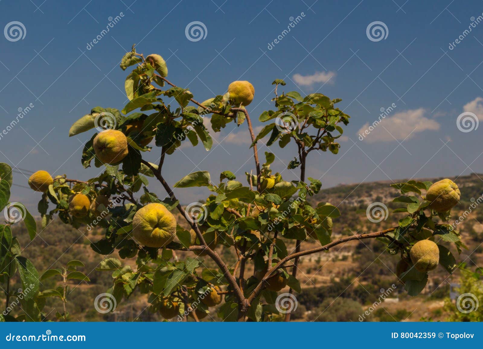 Fig tree in Greece stock image. Image of fruit, green - 80042359