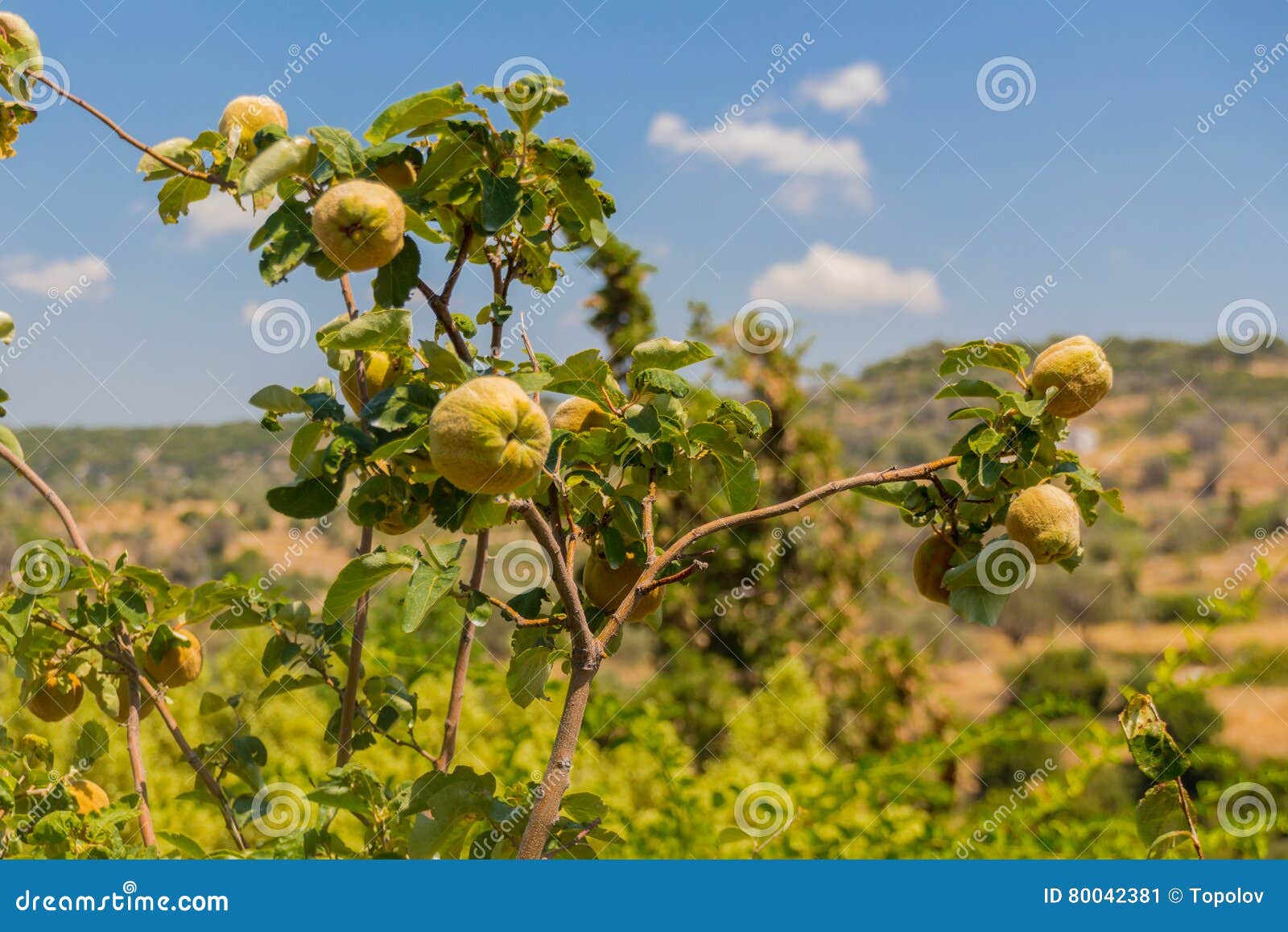 Fig tree in Greece stock image. Image of tree, garden - 80042381