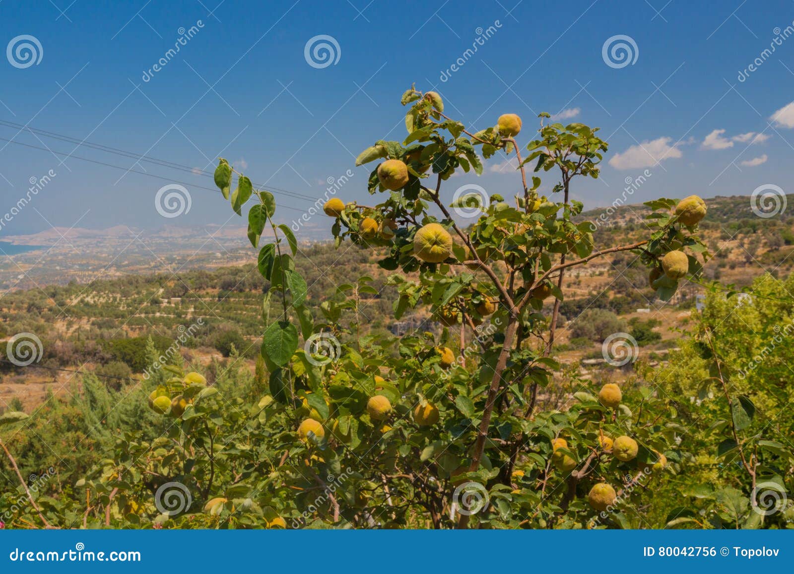 Fig tree in Greece stock photo. Image of fruit, edible - 80042756