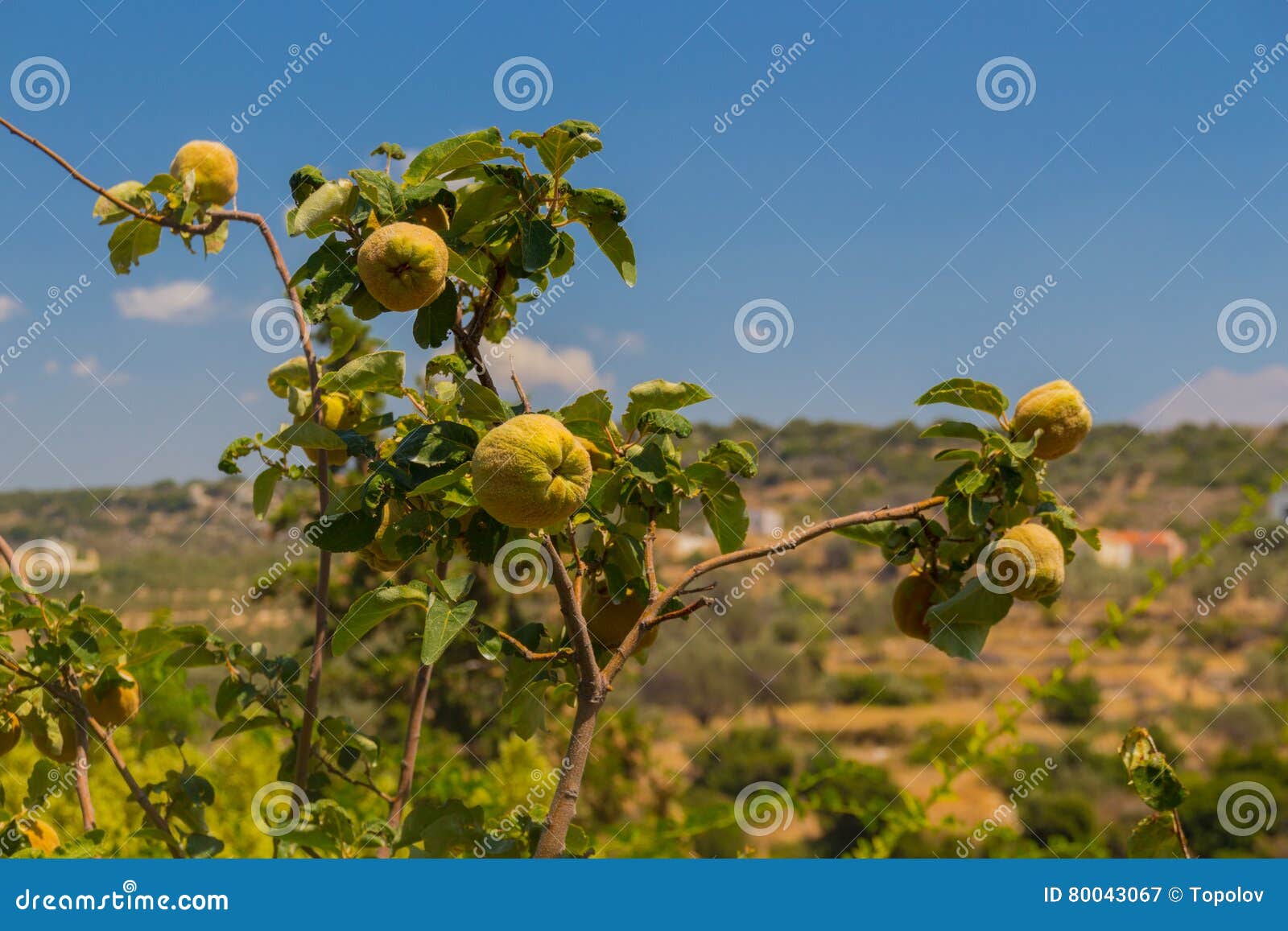 Fig tree in Greece stock image. Image of landscape, blue - 80043067