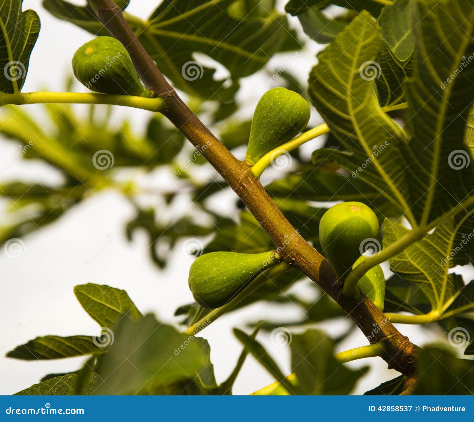 Fig tree stock image. Image of food, farm, leaves, botany - 42858537
