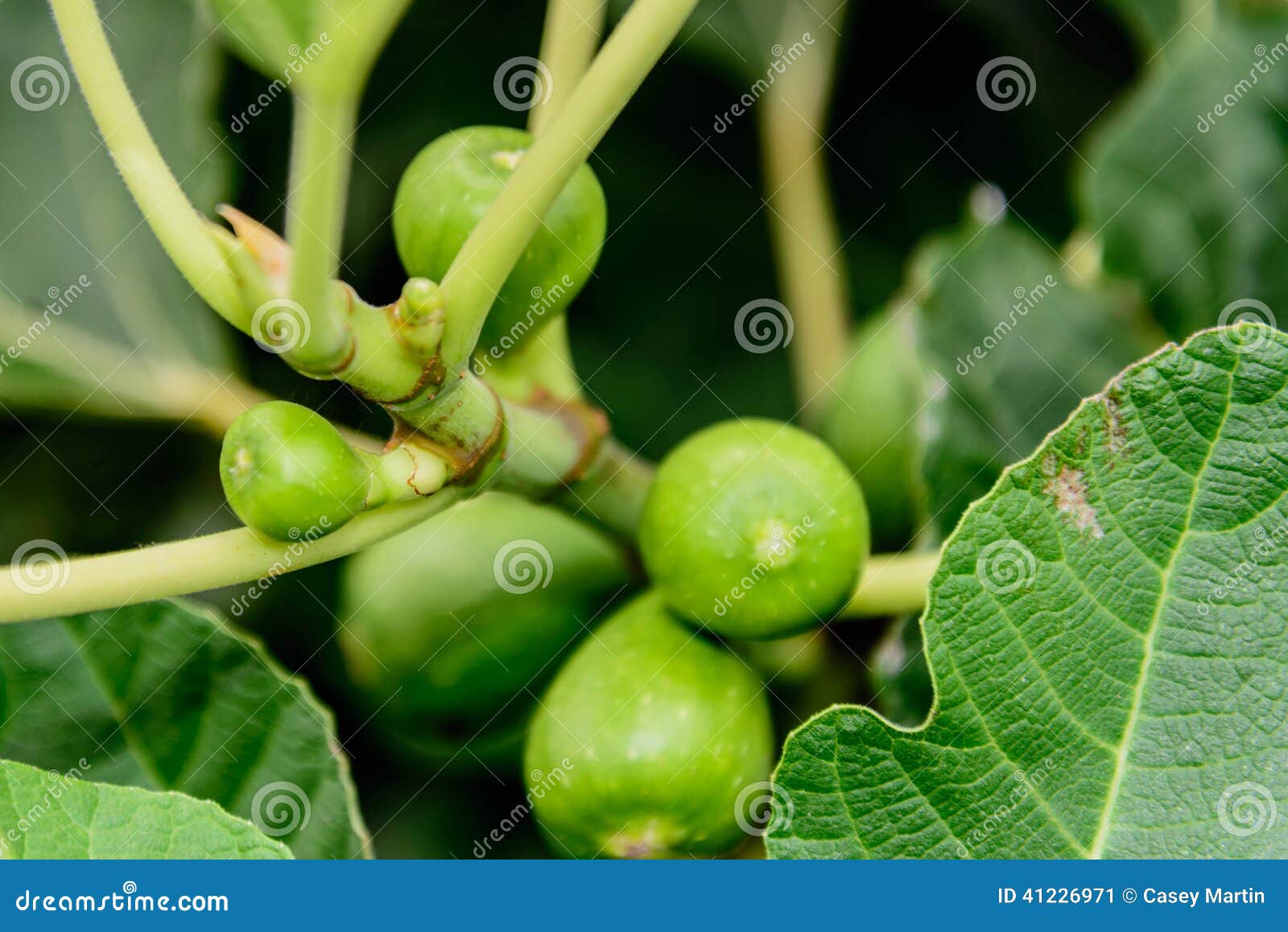 Fig tree stock image. Image of branch, tree, garden, ripening - 41226971