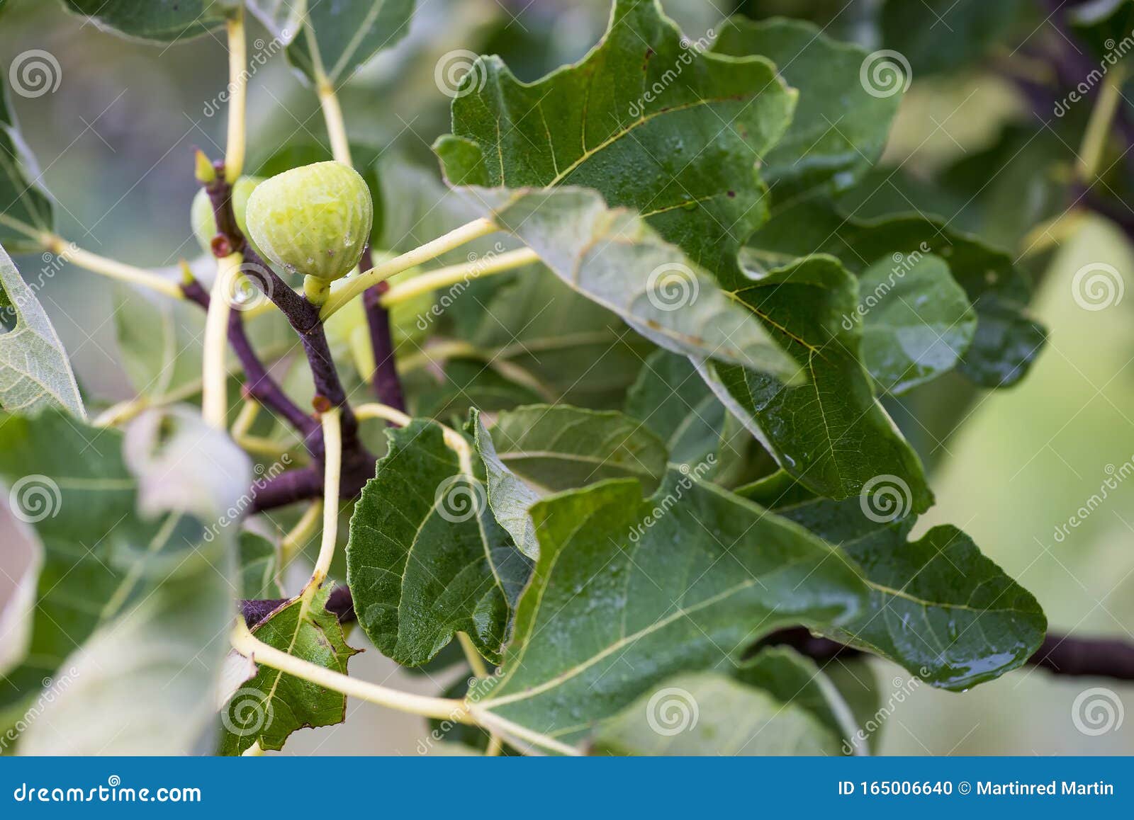 Fig Tree with Green Fig One of the Tastiest Fruits Stock Photo - Image ...