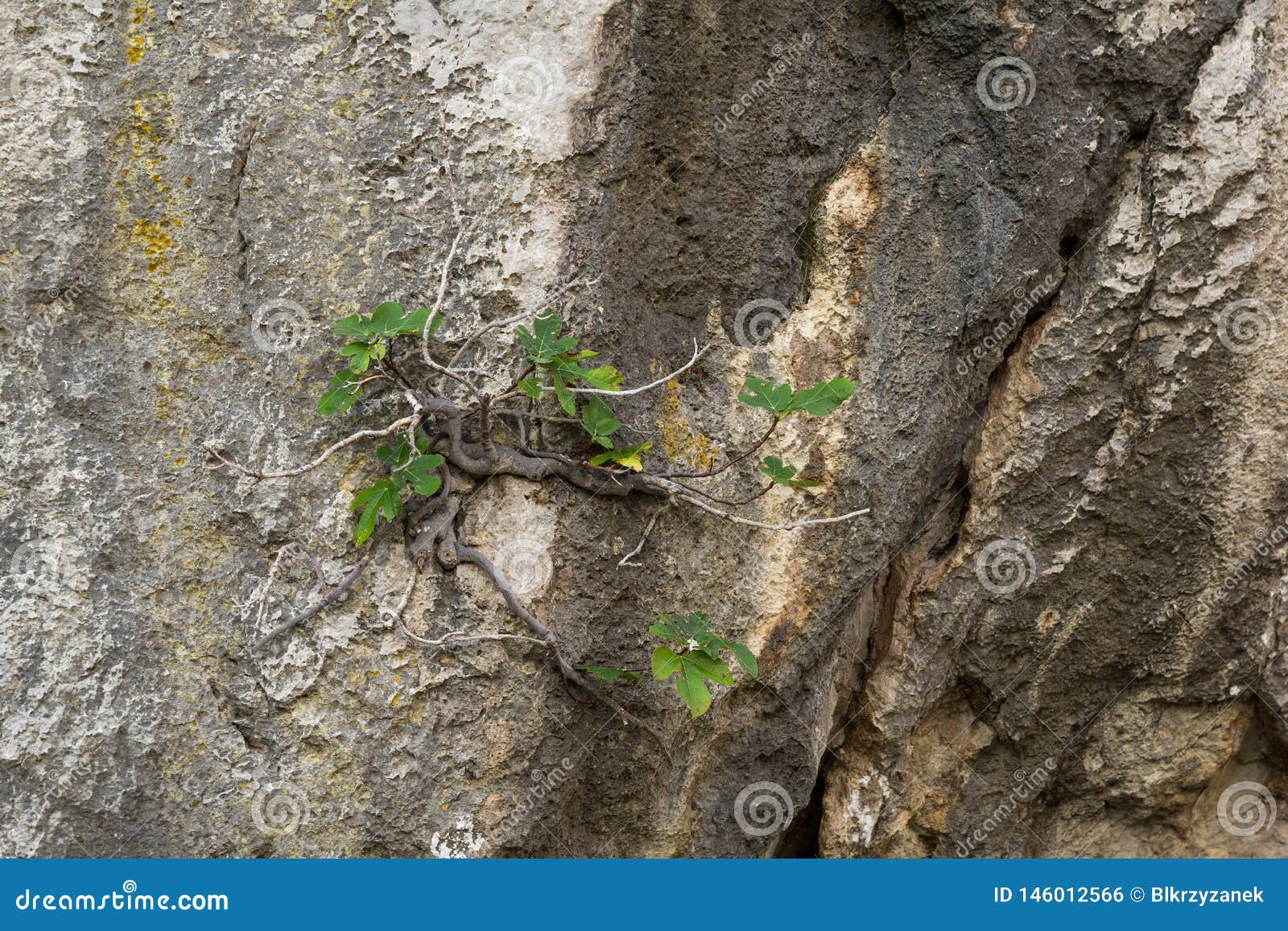Fig Tree Growing Out of Stone Stock Photo - Image of difficult ...