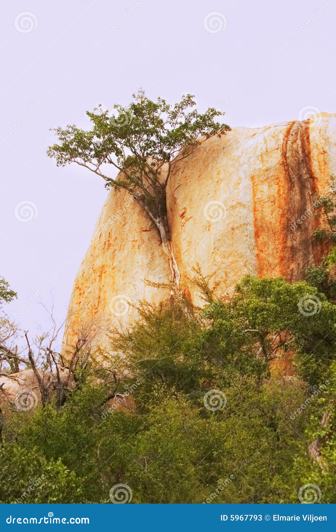 Fig Tree Growing in Rock Groove Stock Image - Image of overhang ...