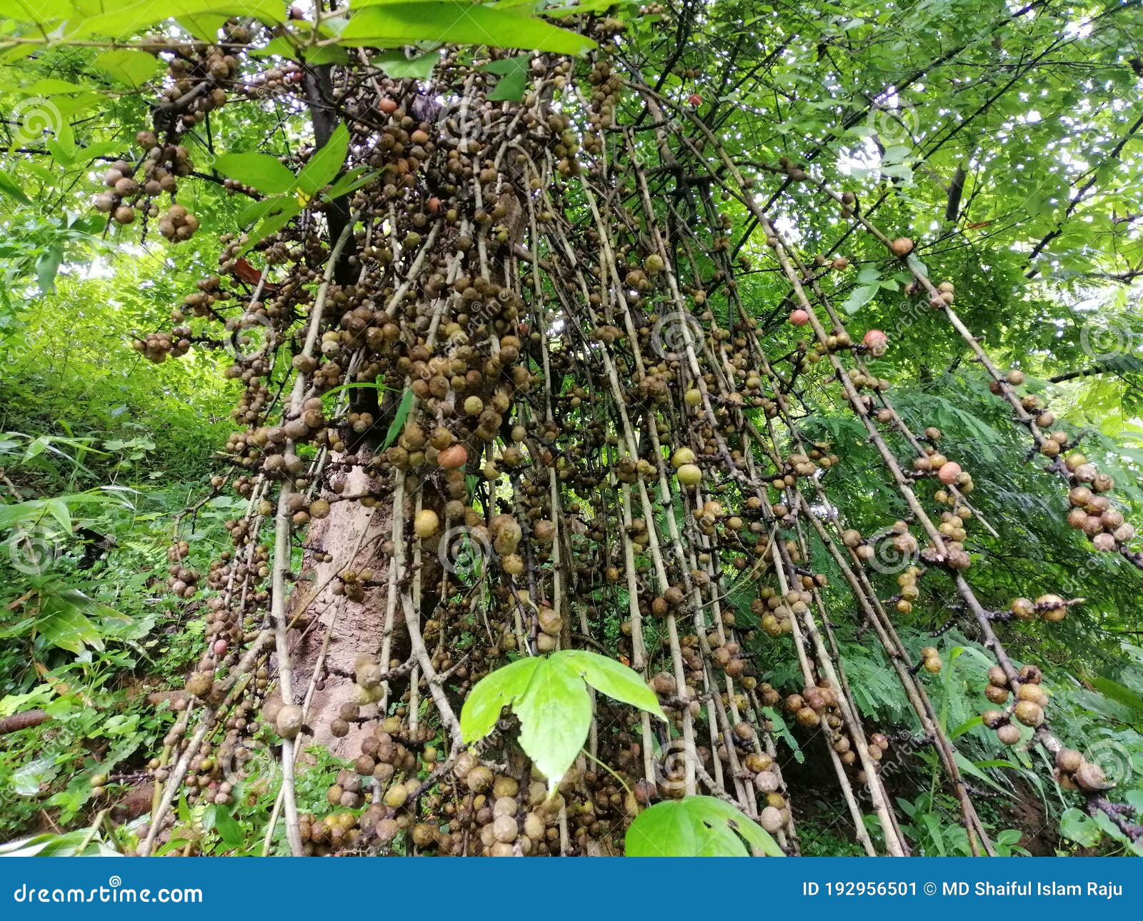 Fig tree, of the hill stock image. Image of green, leaf - 192956501