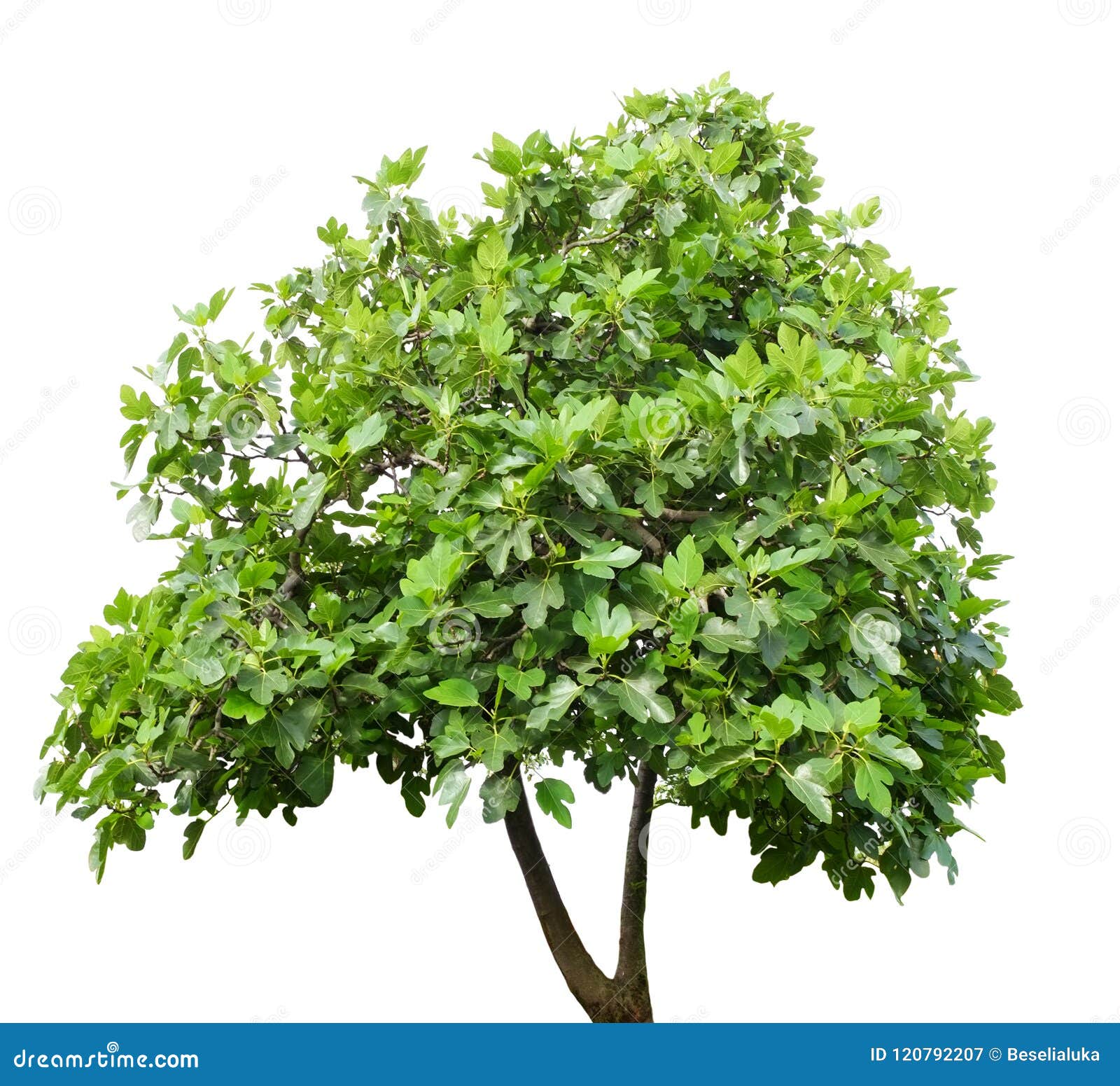 Fig tree isolated stock image. Image of garden, countryside - 120792207