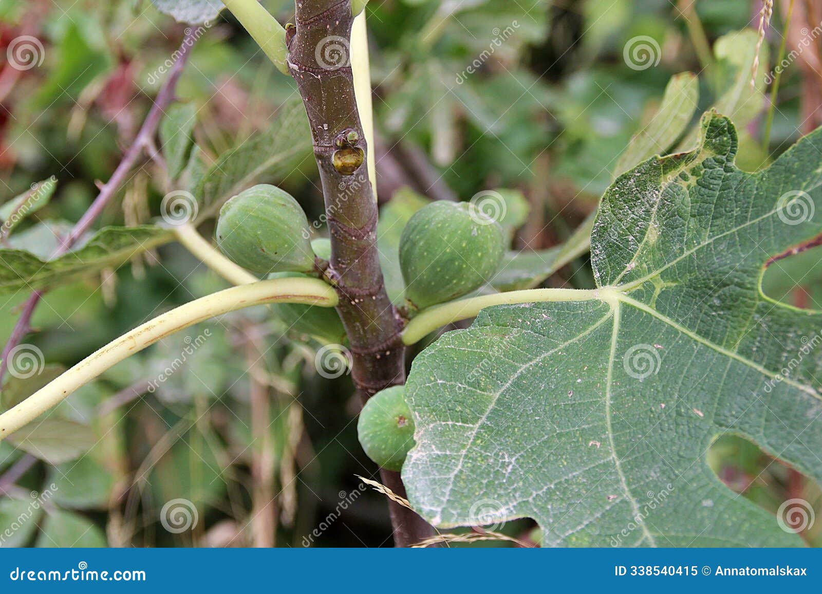 Fig tree, large fig leaves stock image. Image of shrub - 338540415