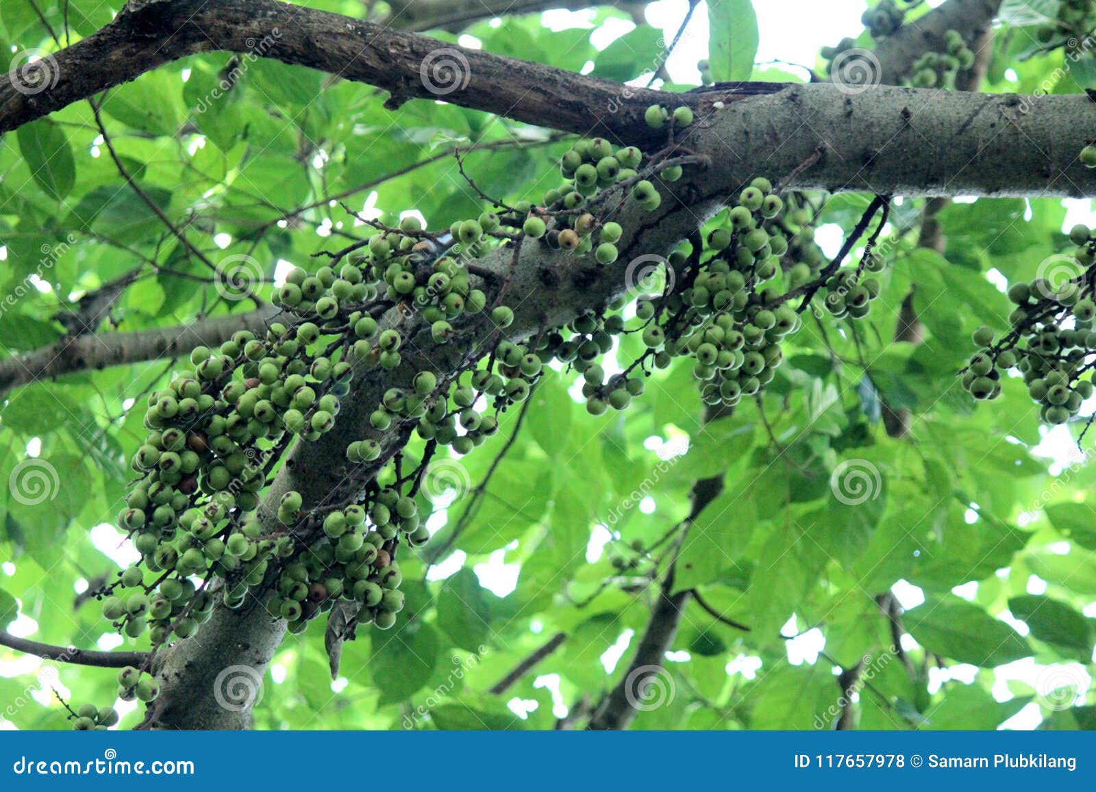 Fig tree stock photo. Image of background, life, black - 117657978