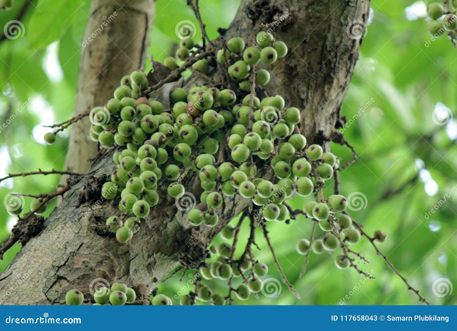Fig tree stock image. Image of background, bodhi, fresh - 117658043