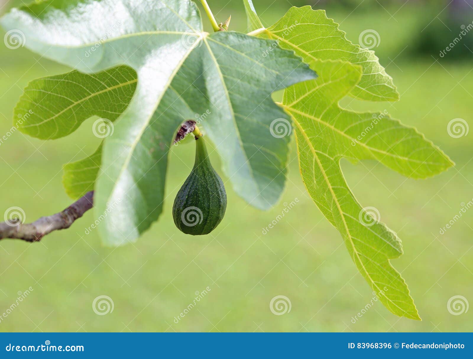 Fig on the Tree with Large Green Leaf in Spring Stock Photo - Image of ...