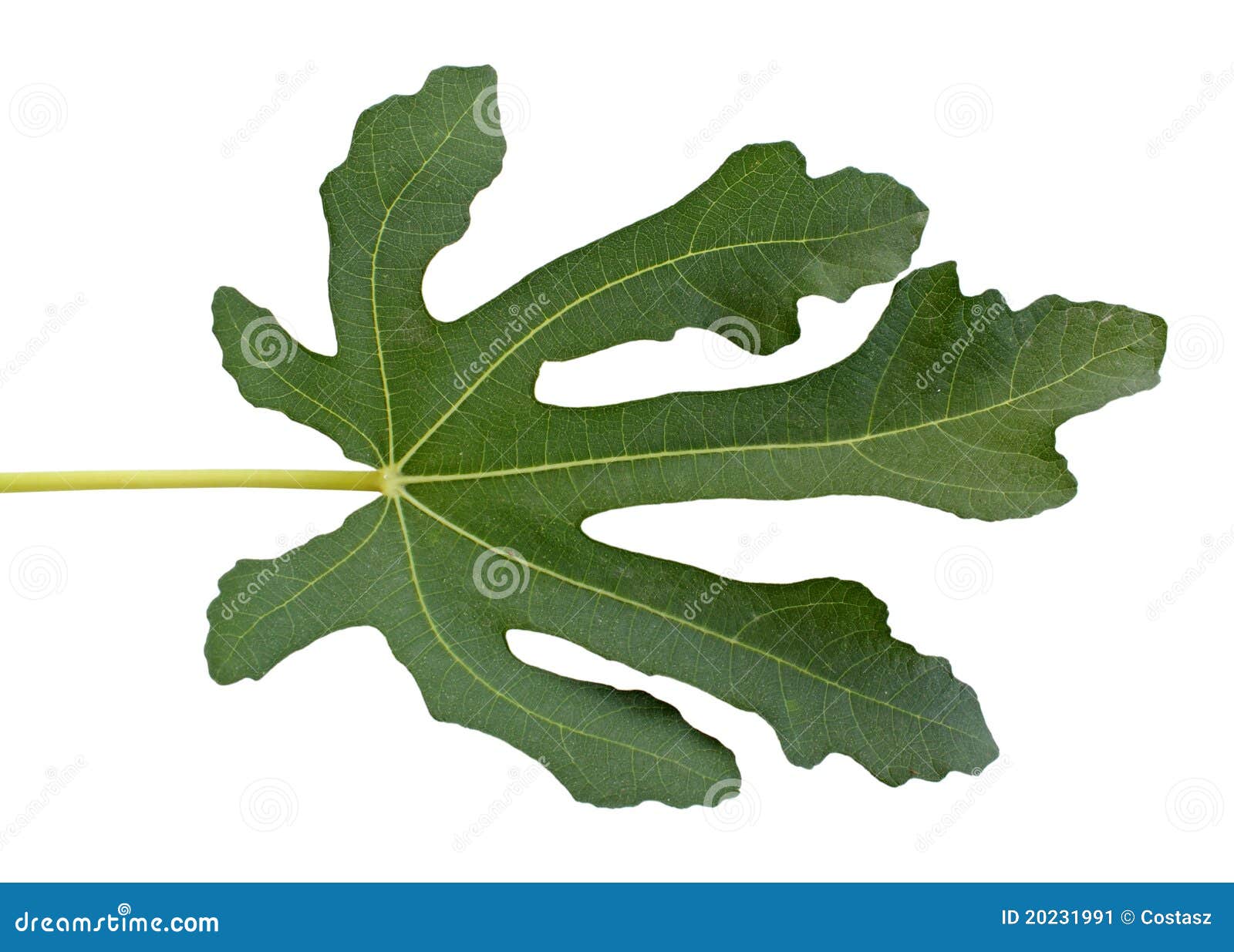 Fig Tree Leaf Stock Image - Image: 20231991