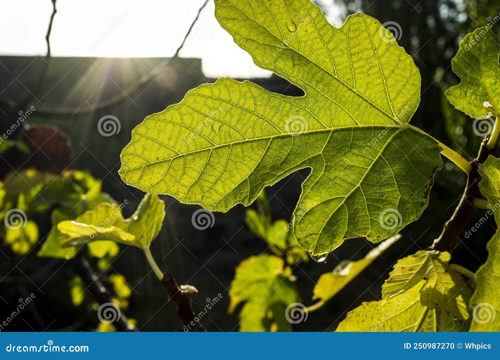 Fig tree leaf backlit stock photo. Image of beautiful - 250987270