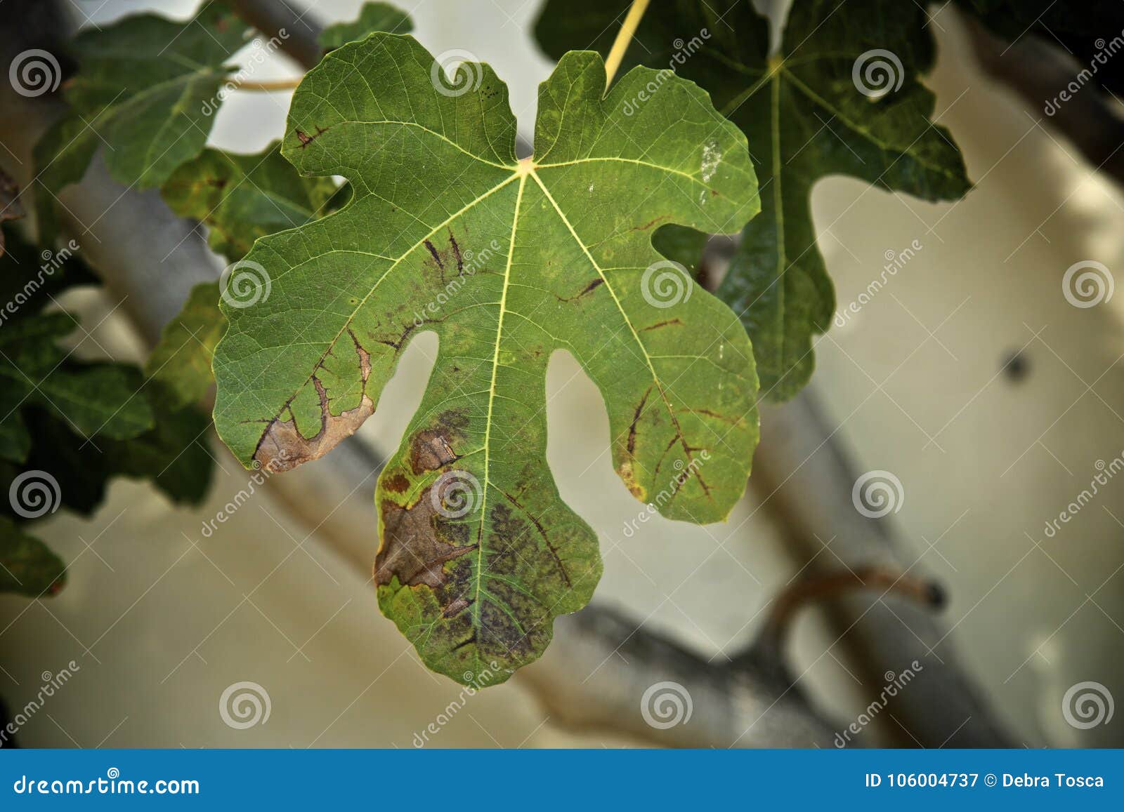 Fig tree leaf stock image. Image of leaf, tree, southern - 106004737