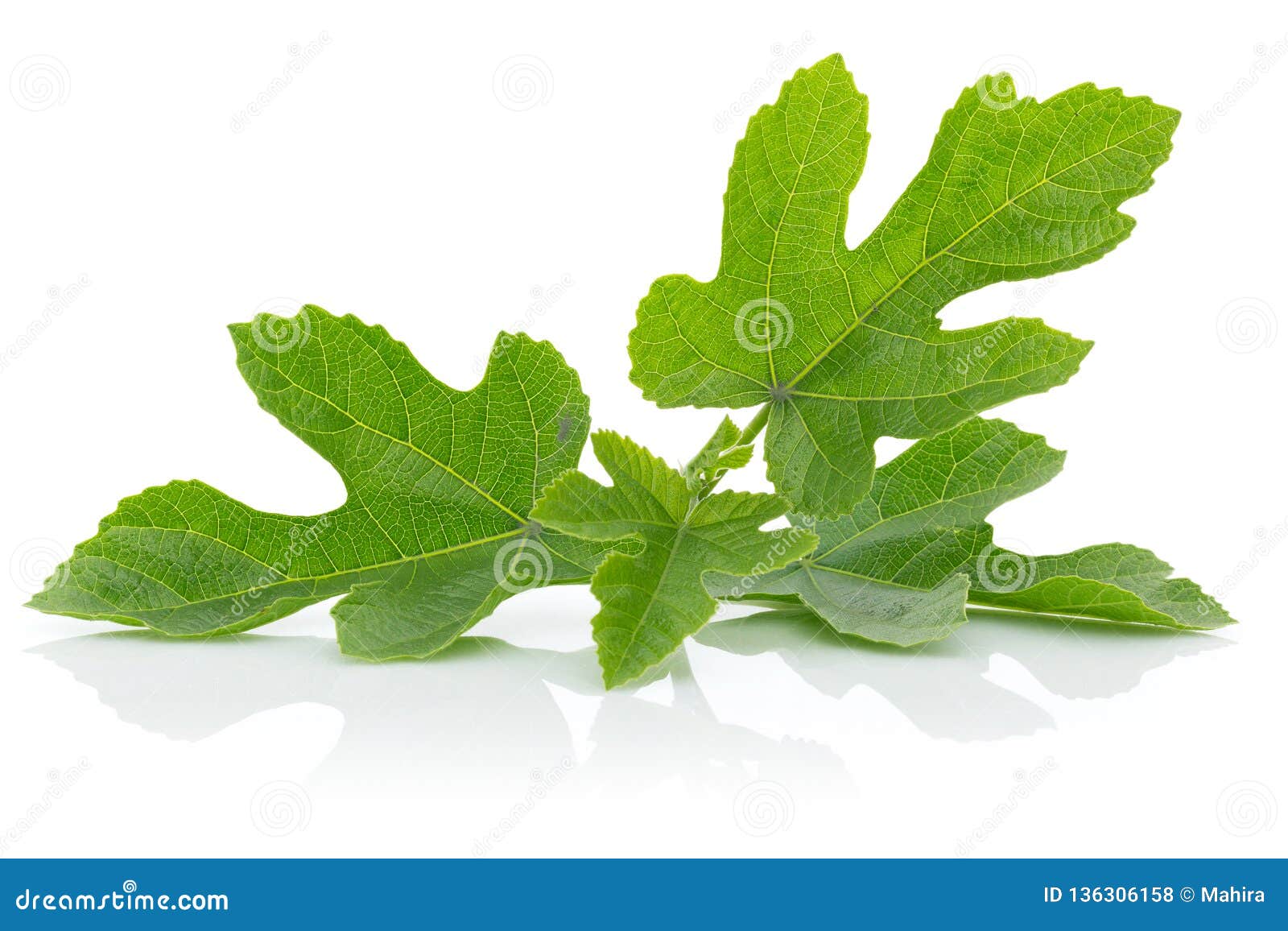 Fig Tree Leaves on White Background Stock Photo - Image of green, flora ...