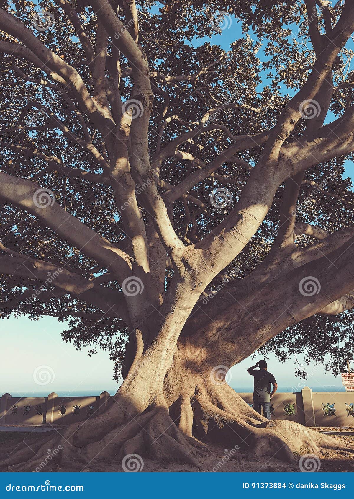 Fig tree and man stock photo. Image of grow, beautiful - 91373884